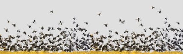 always open halfway through Li Wan Visiting Artist from Wuhan, China ...